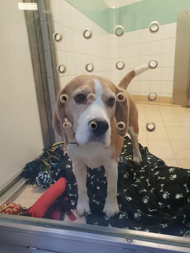 Spreading some Christmas Joy and donating to The Dogs Trust - Bear Credit